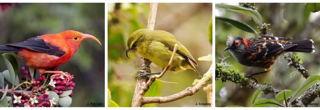 The race to protect Hawaii’s native forest birds from extinction | News ...